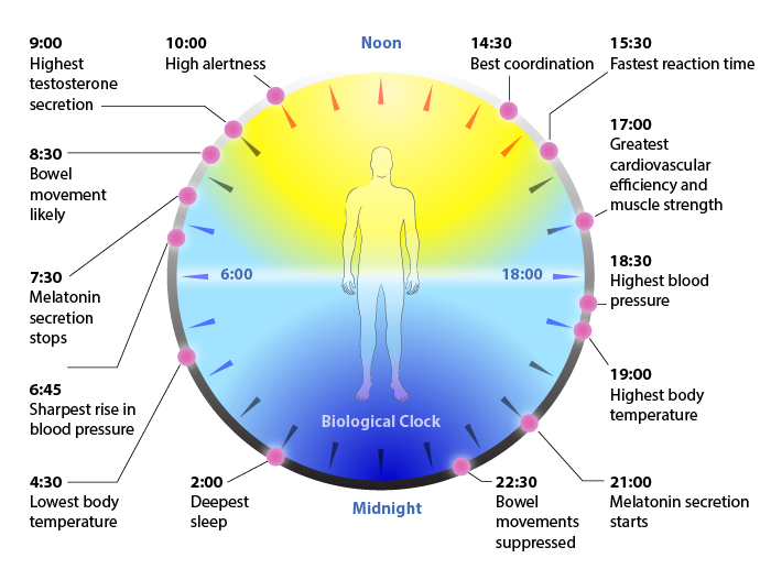 Circadian Strength Fighter